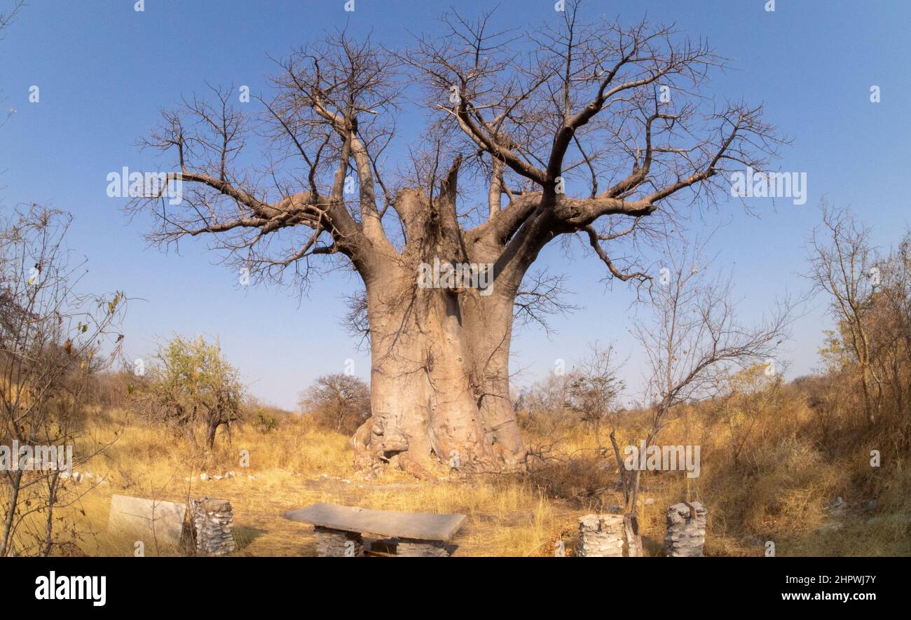Huge single baobab tree standing in it's natural habitat in Namibia ...