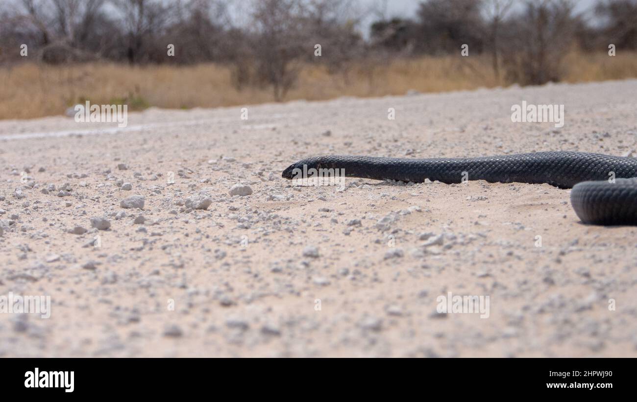A dead black mamba - Dendroaspis polylepis - on a white sandy road. The ...