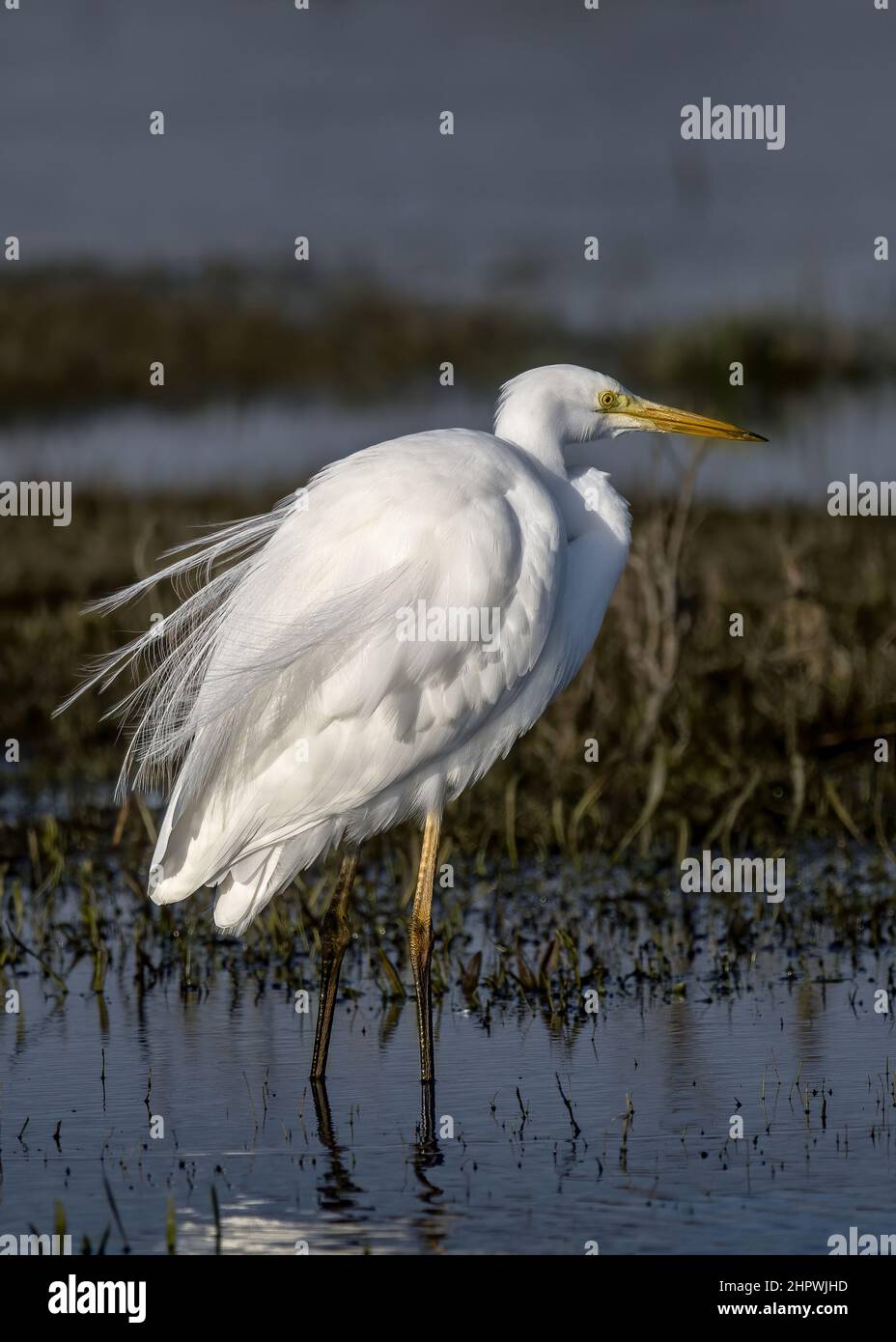 Tarrier patre hi-res stock photography and images - Alamy