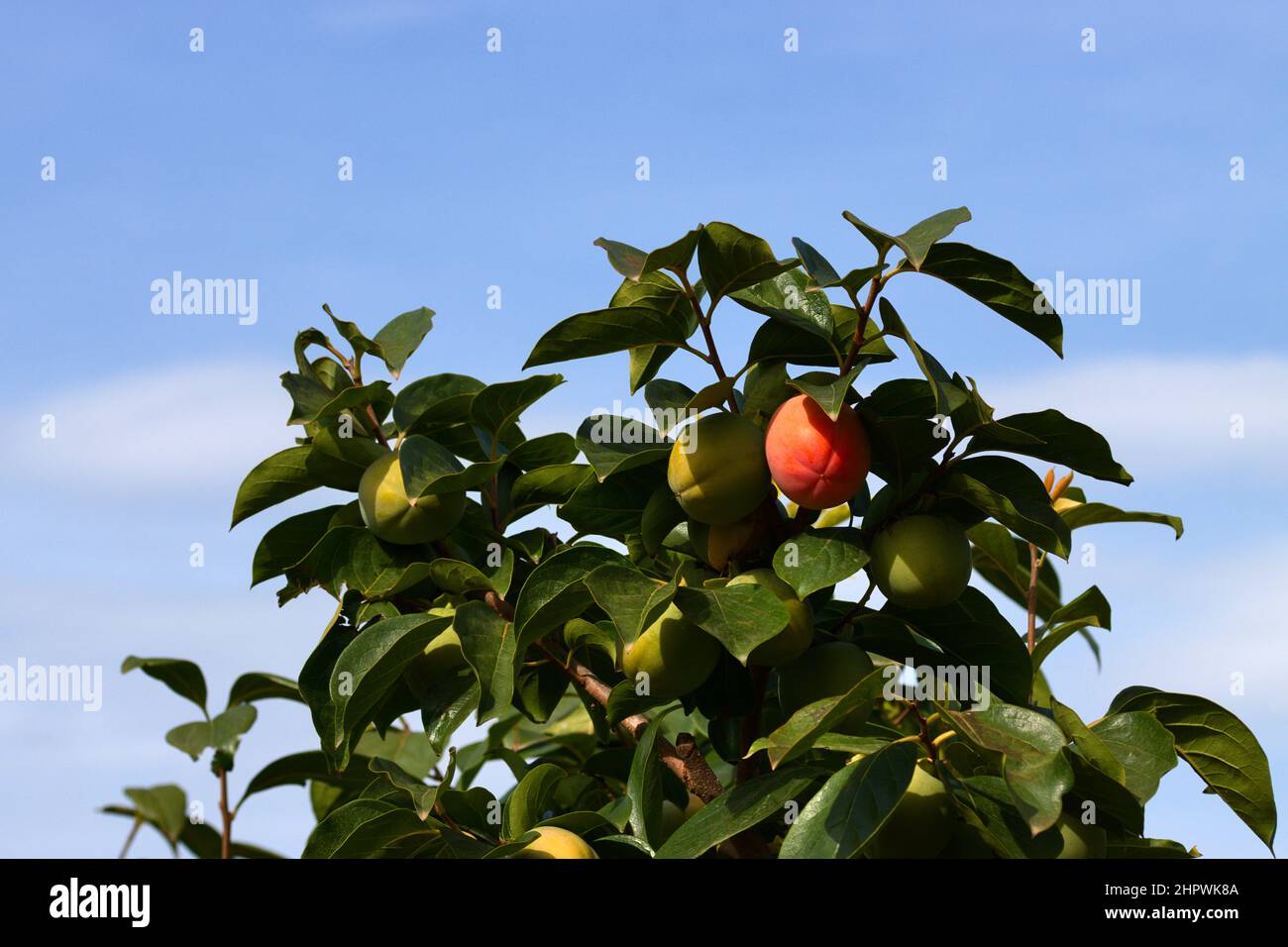 Another kind of blue hi-res stock photography and images - Alamy