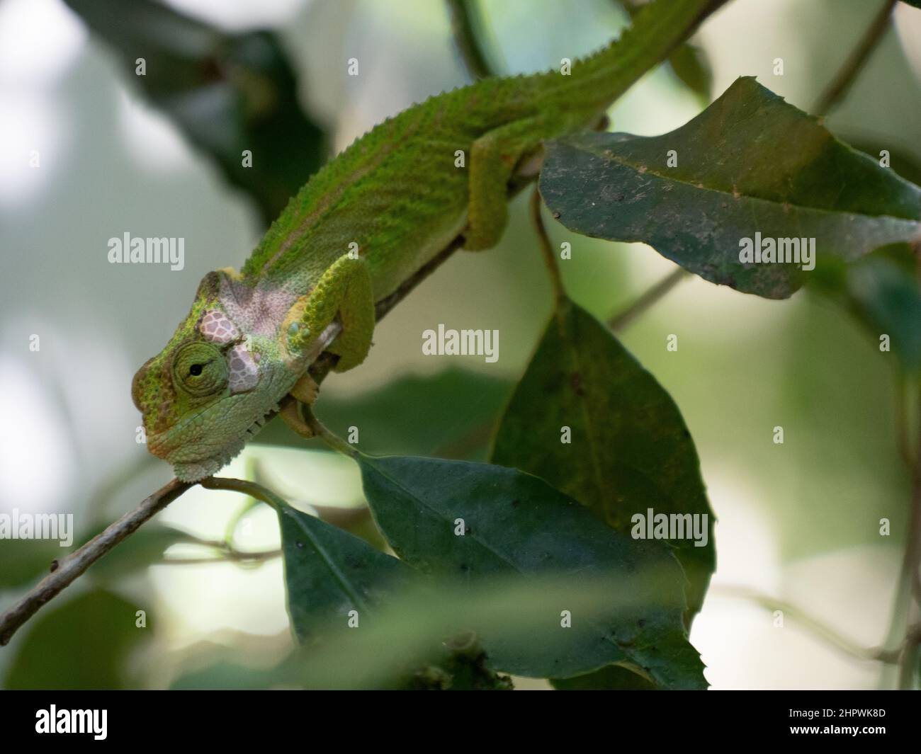 Side profile of the Cape Dwarf Chameleon, Bradypodion pumilum, in a ...