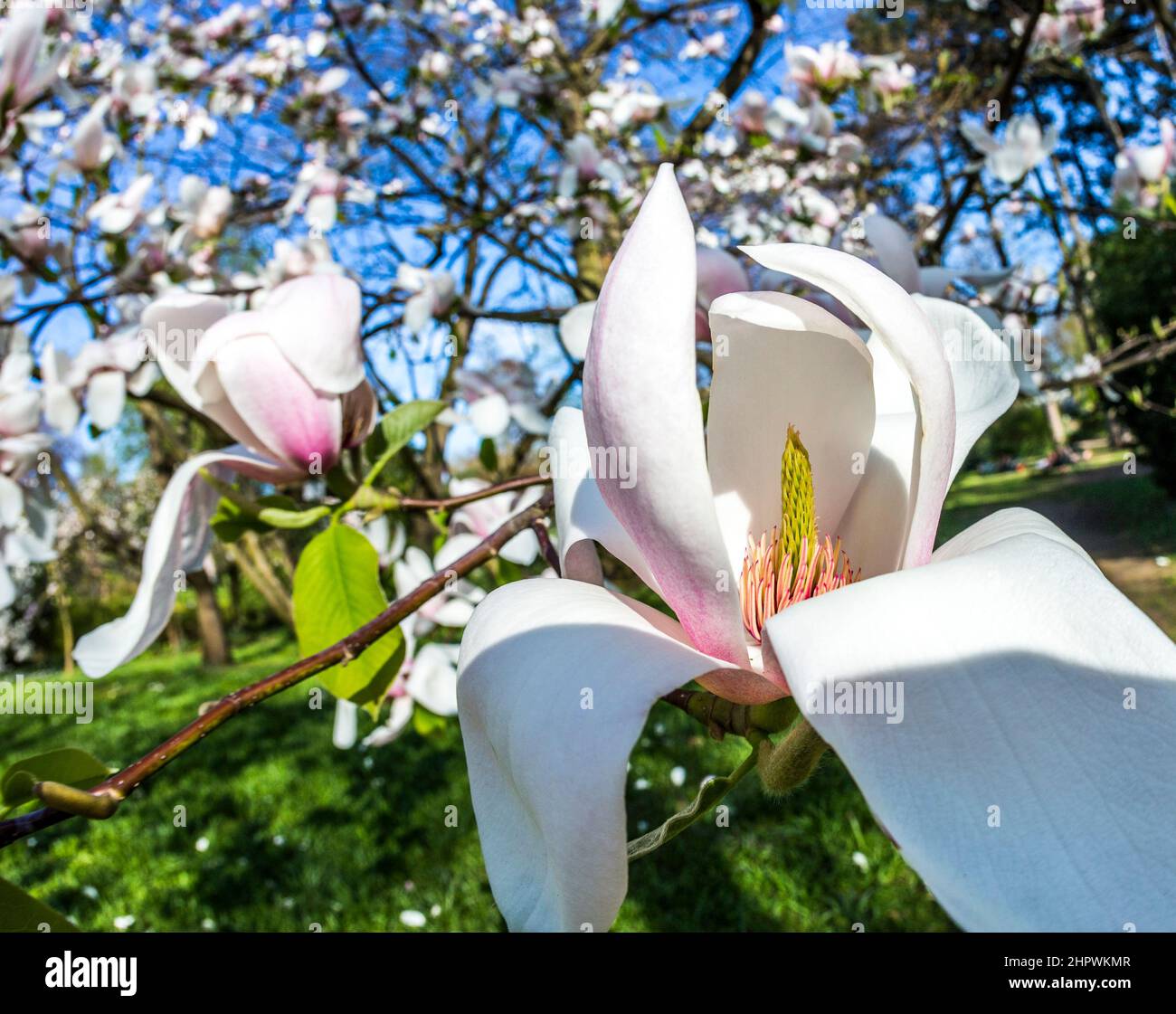 blooming magnolia trees under blue sky Stock Photo - Alamy