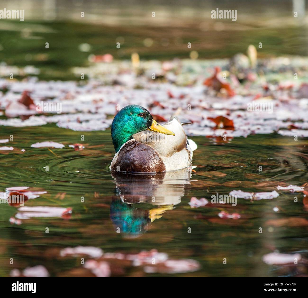 Duck in green lake natural hi-res stock photography and images - Alamy