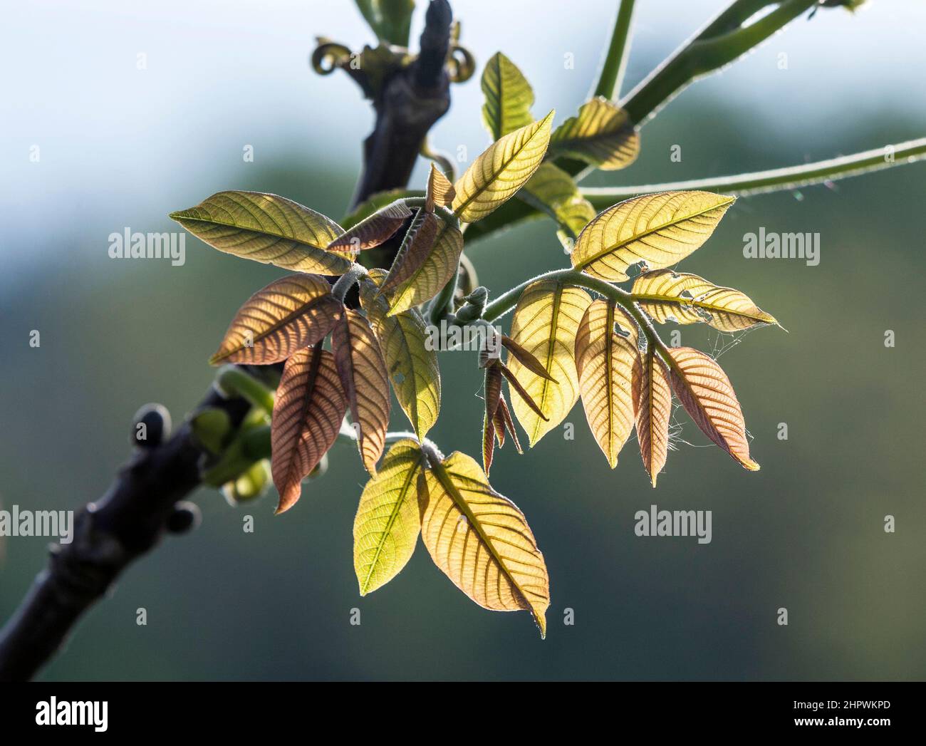 autumn leaves in backlight gives a harmonic autumn feeling Stock Photo ...