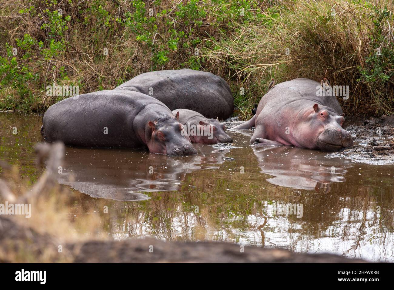 group of hippopotamus. (Hippopotamus amphibius) resting On the banks of ...