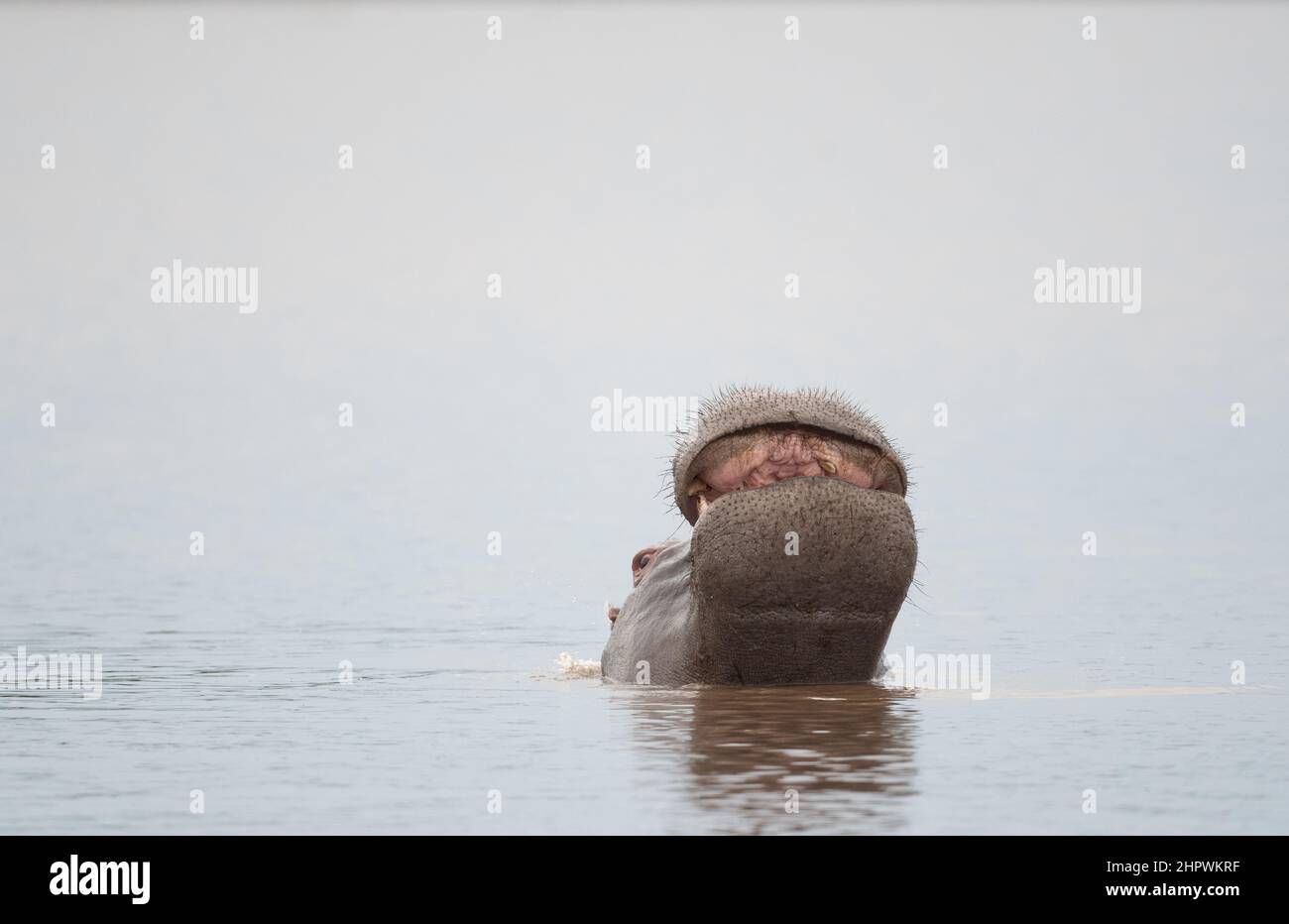 hippopotamus in the water at Sunset Dam in Kruger National Park, South ...