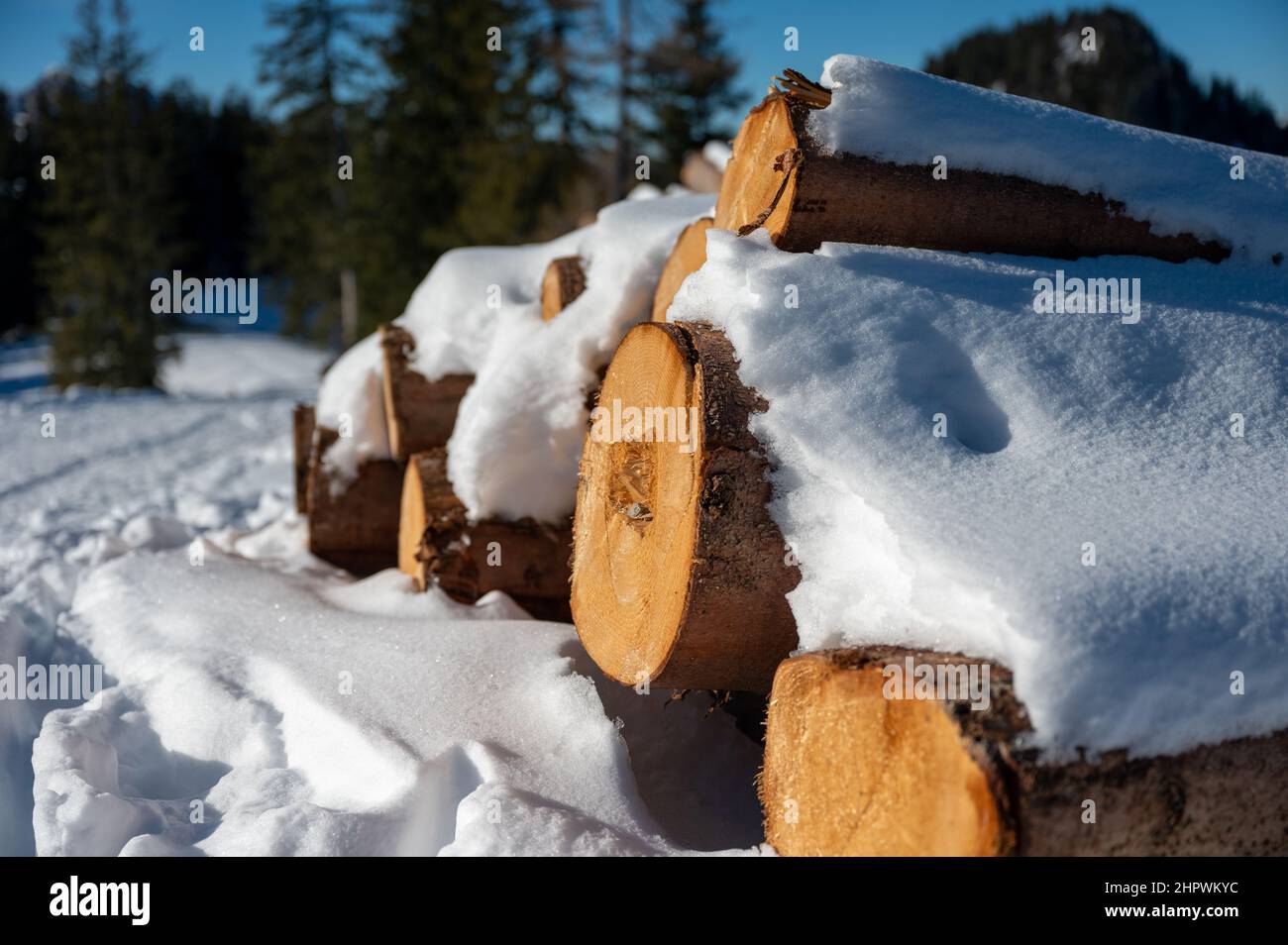 Closeup shot of snow-capped trunks in countryside Stock Photo - Alamy
