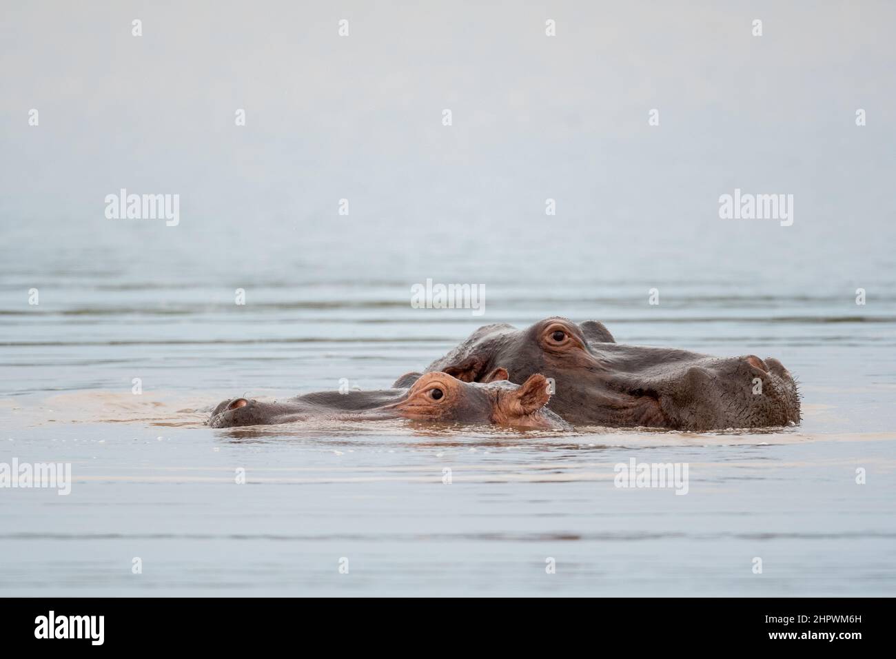 hippopotamus in the water at Sunset Dam in Kruger National Park, South ...