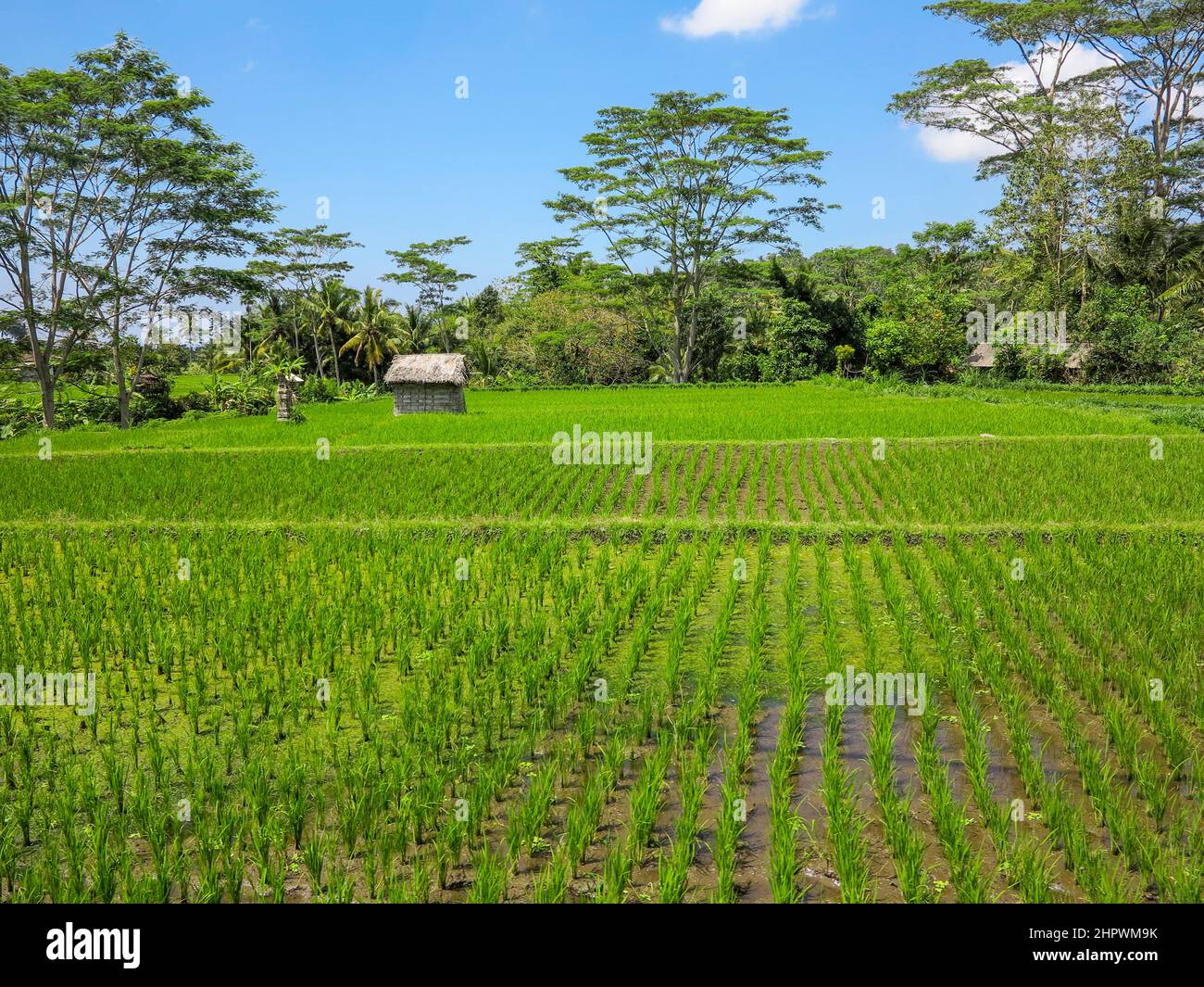 beautiful rice terracces in Bali, Indonesia Stock Photo - Alamy