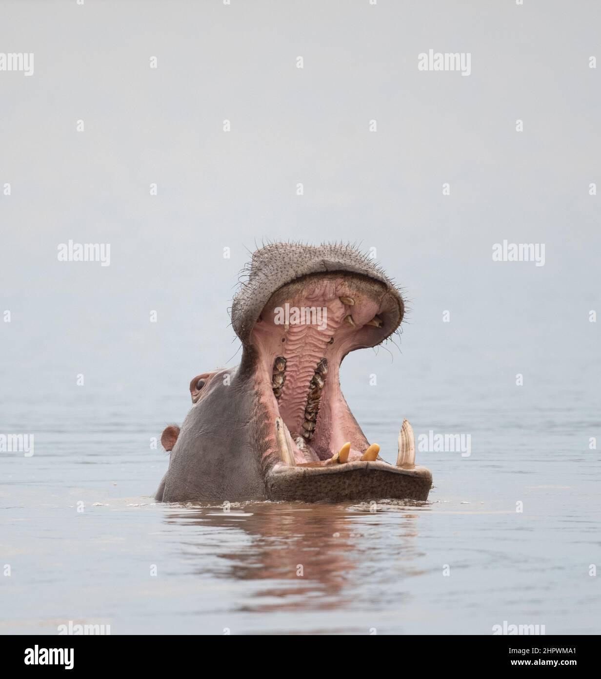 hippopotamus in the water at Sunset Dam in Kruger National Park, South ...