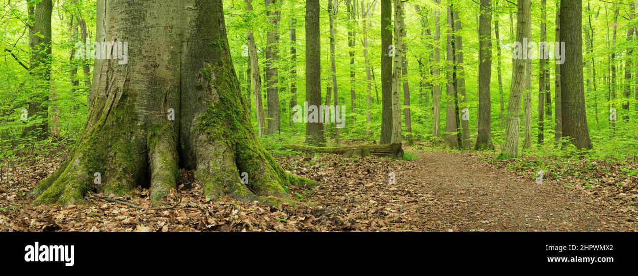 Panorama, Giant old common beech (Fagus sylvatica) in spring, Hainich ...