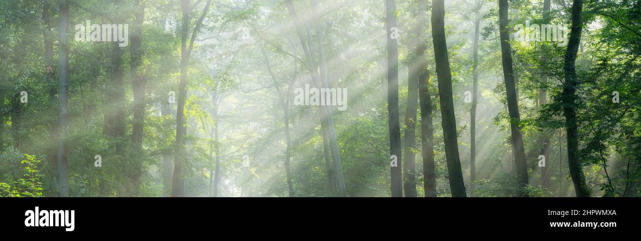Panorama, deciduous forest flooded with light, sun shining through ...