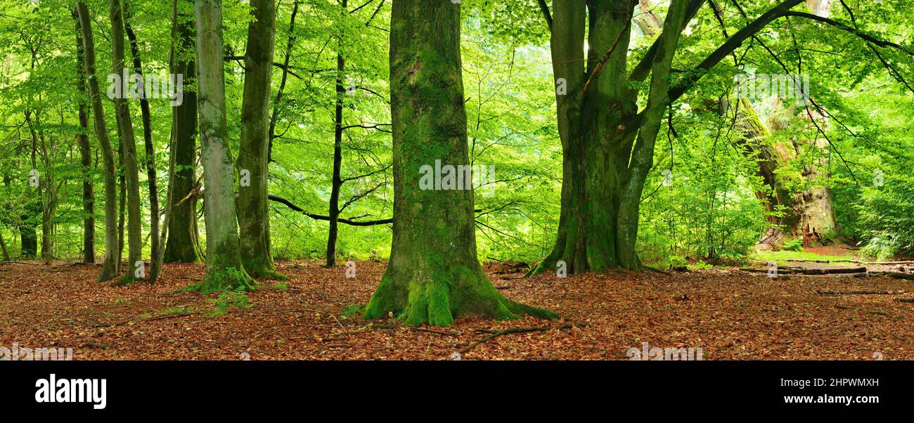 Panorama, primeval forest with huge old moss-covered beech trees, Sababurg primeval forest ...