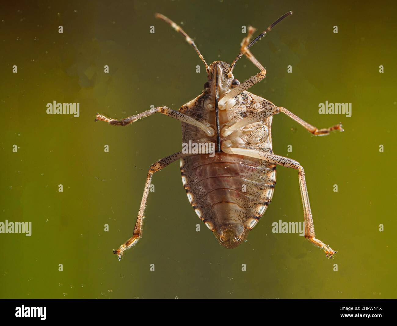 Stink bug from below, close-up, macro, animals, insects, Baden-Baden ...