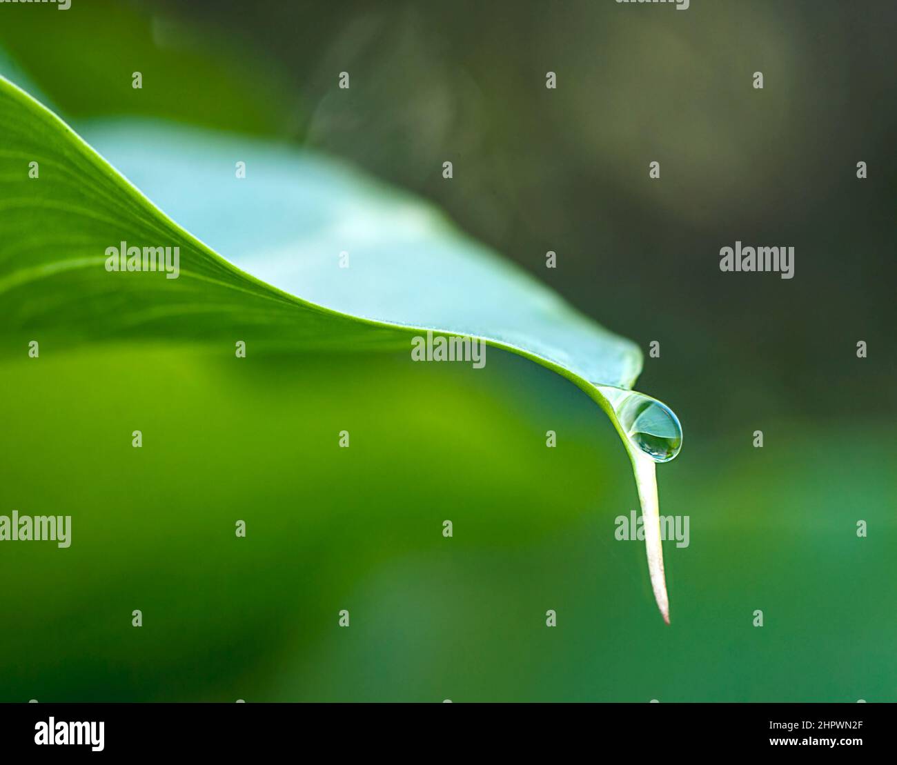 Beautiful nature. Closeup shot of a water droplet on a leaf Stock Photo ...
