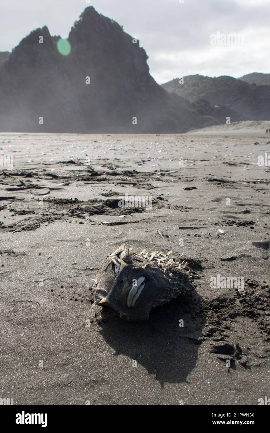 The view of fish skeleton laying on black sand with mountains on ...