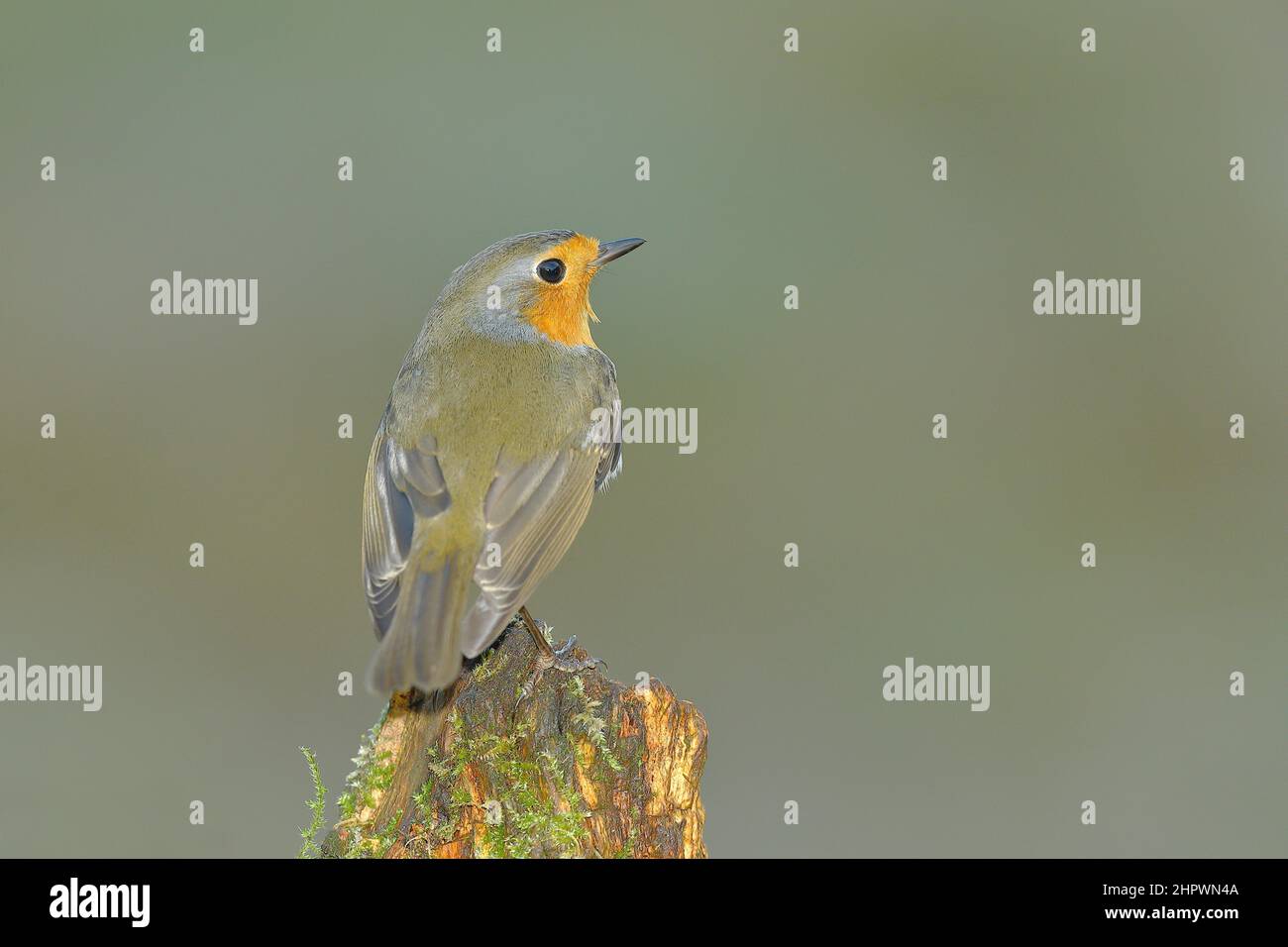 Robin rear view hi-res stock photography and images - Alamy