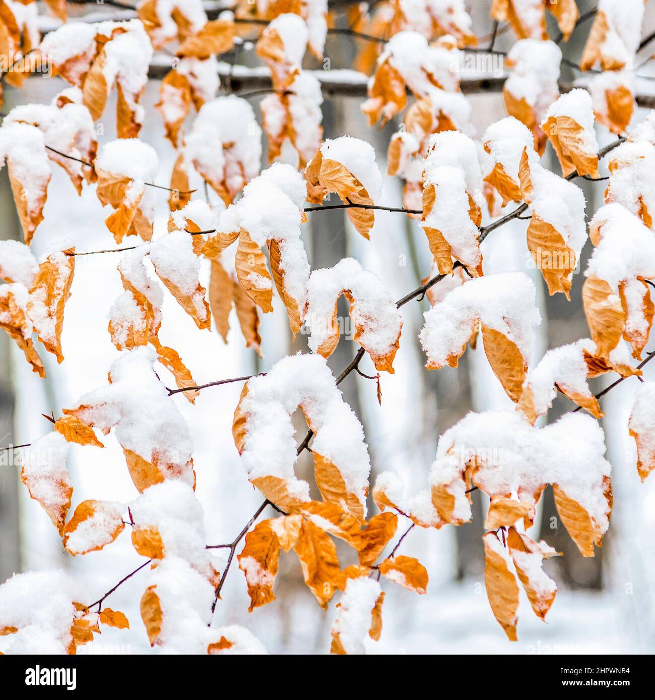 leaves in autumn color covered by snow give a harmonic background Stock ...
