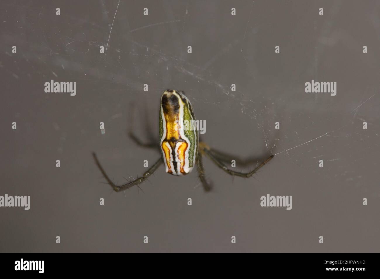 Basilica orbweaver (Mecynogea lemniscata) on web in Philadelphia garden ...