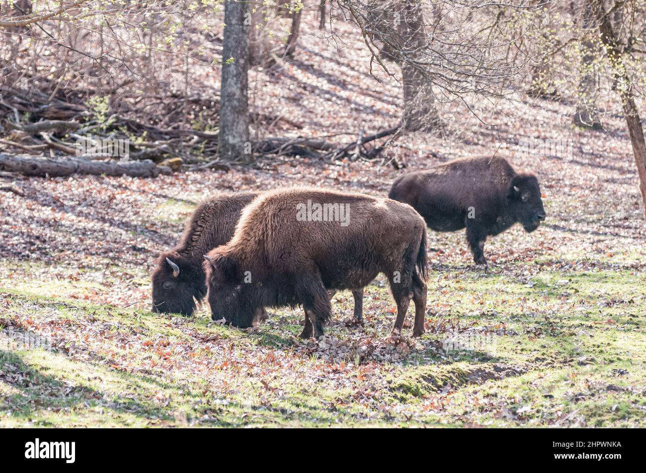 Captive bison in a St. Louis, Missouri, park, now exterpiated from this ...