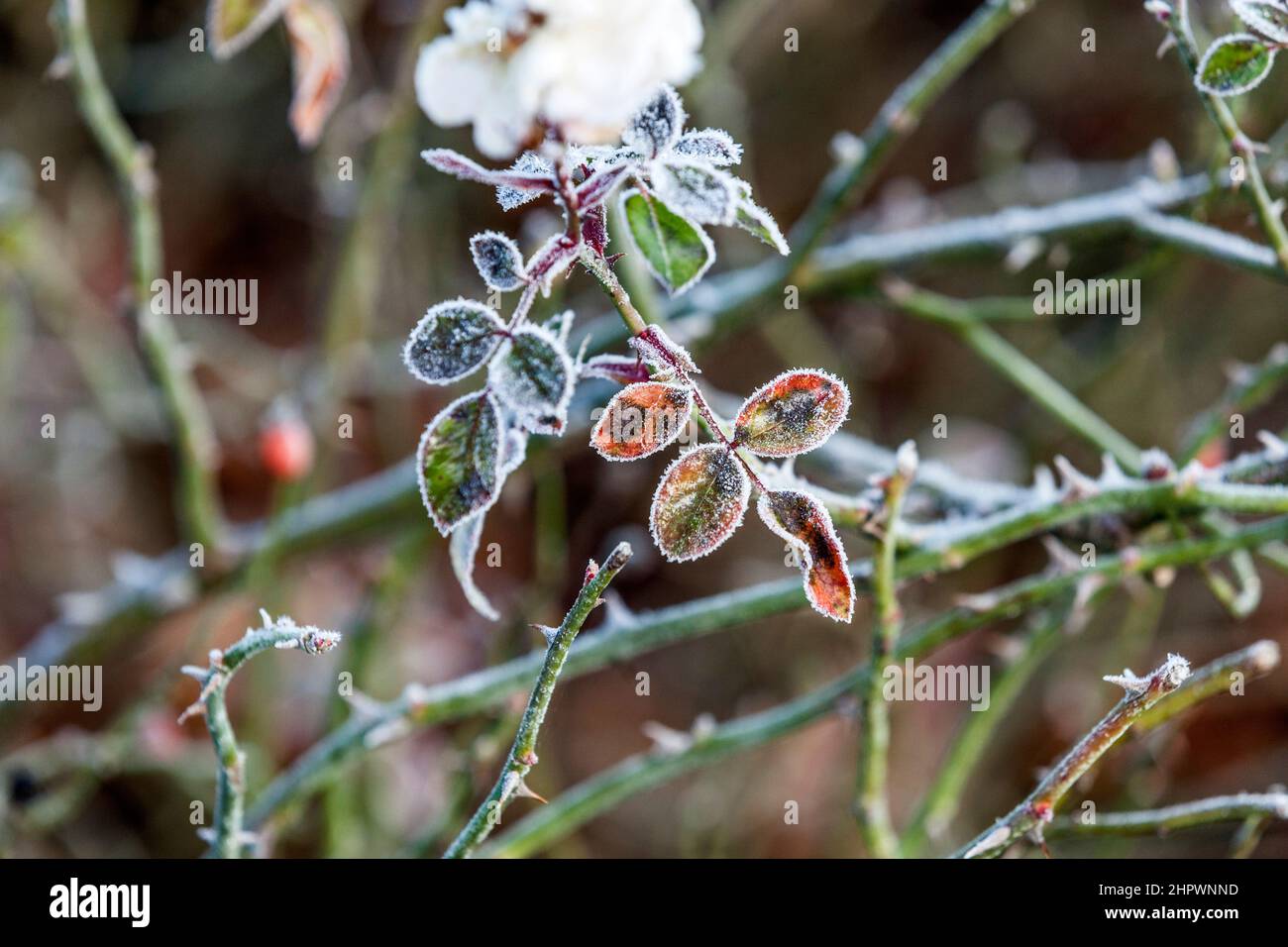 icy rose flower plant in winter with ice Stock Photo - Alamy