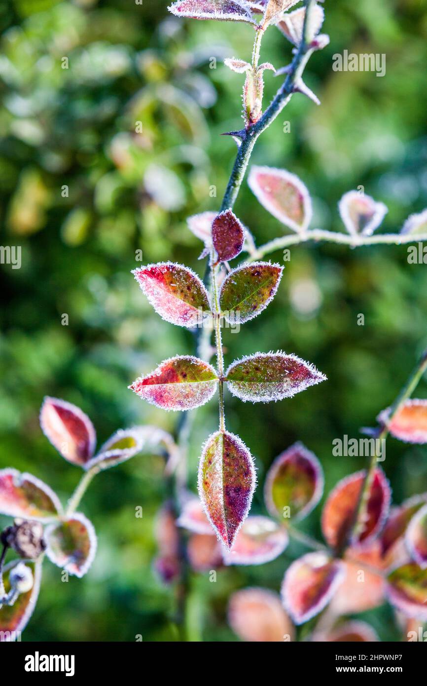 icy rose flower plant in winter with ice Stock Photo - Alamy