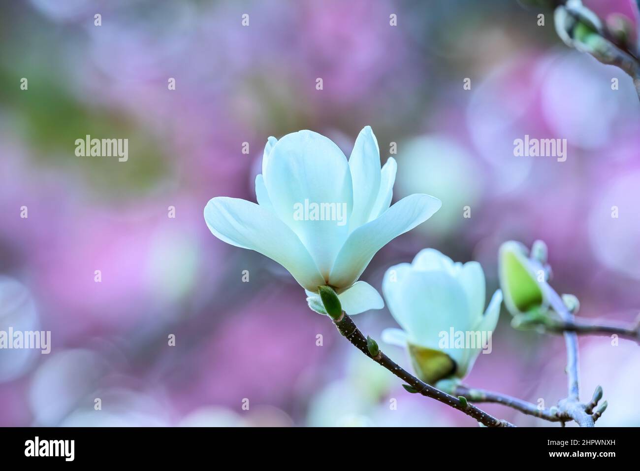 Magnolia park california hi-res stock photography and images - Alamy