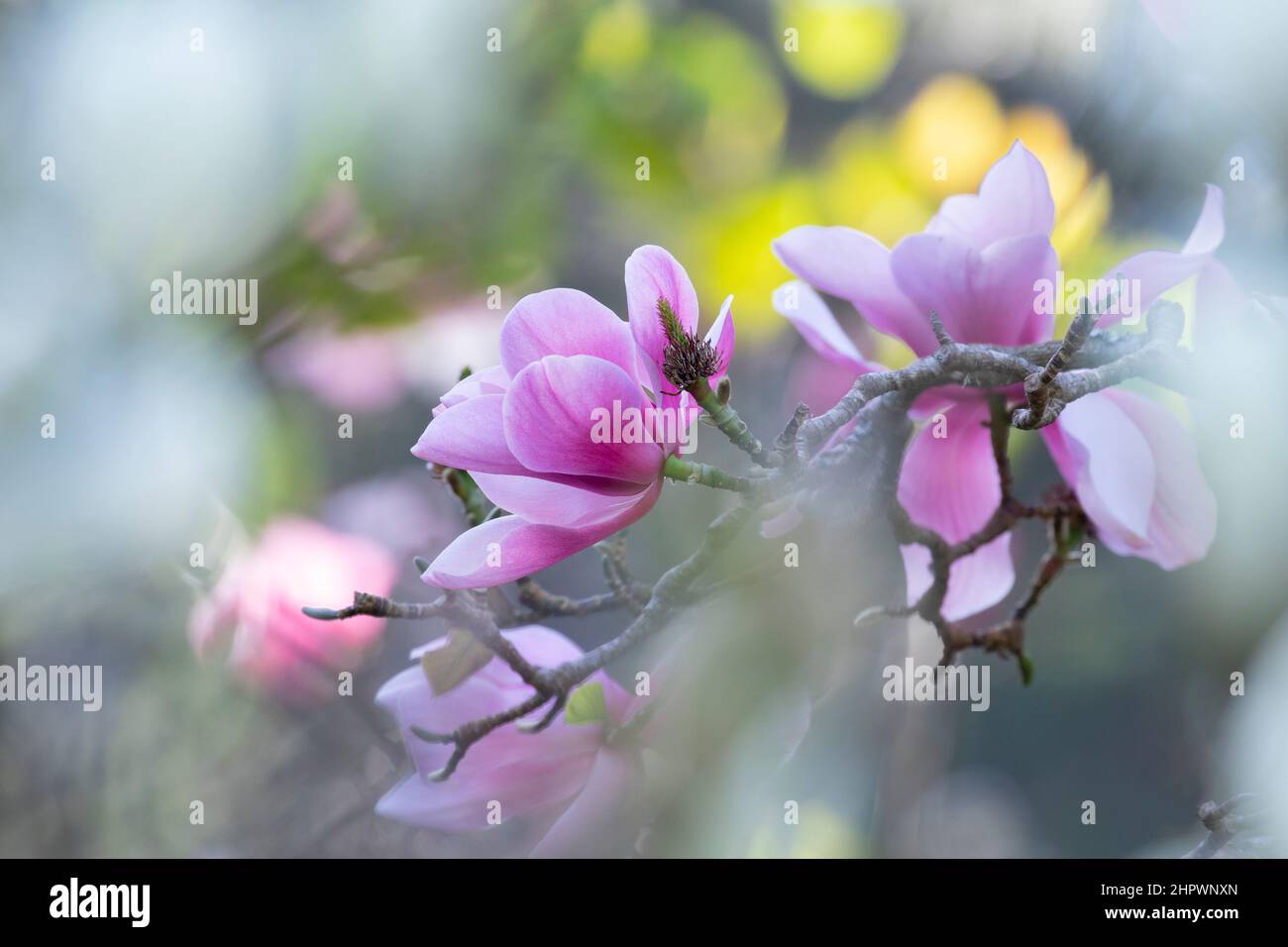 Magnolia park california hi-res stock photography and images - Alamy