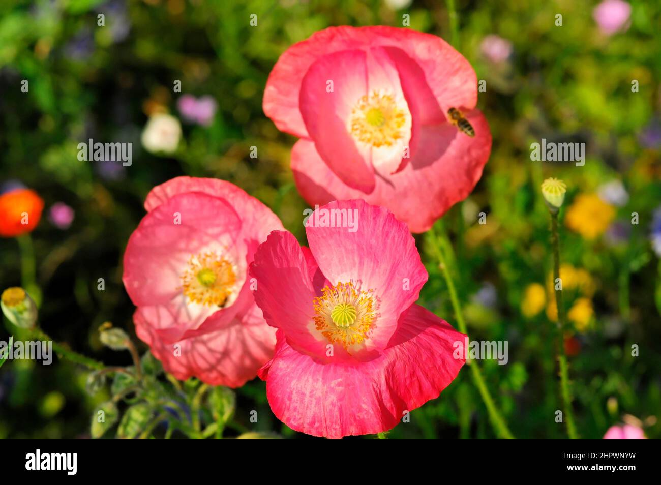 Pink or salmon-coloured flower of corn poppy hybrids (Papaver rhoeas L ...