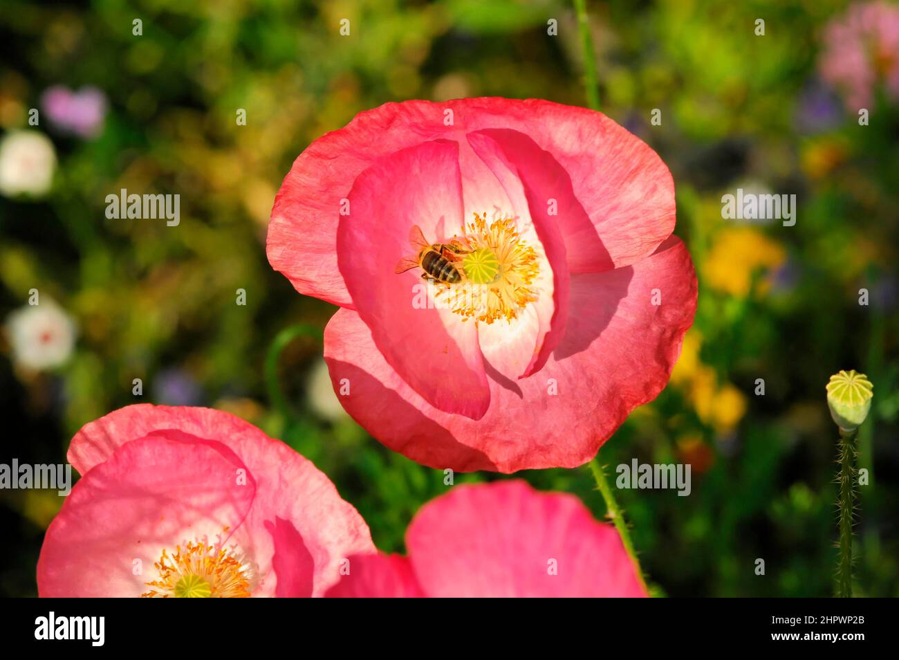 Pink or salmon-coloured flower of corn poppy hybrids (Papaver rhoeas L ...