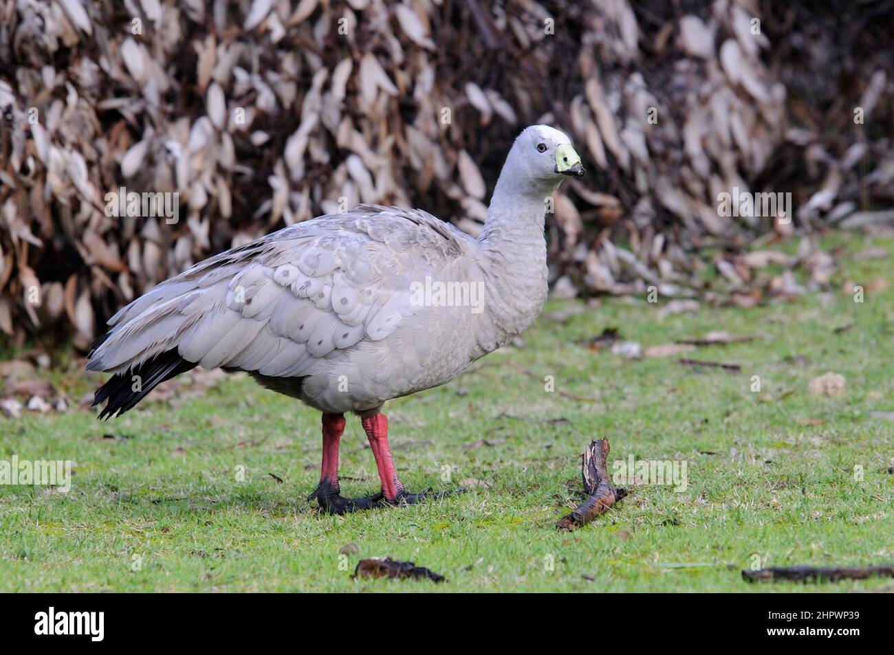 Cape barren goose (Cereopsis novaehollandiae), Flinders Chase National ...