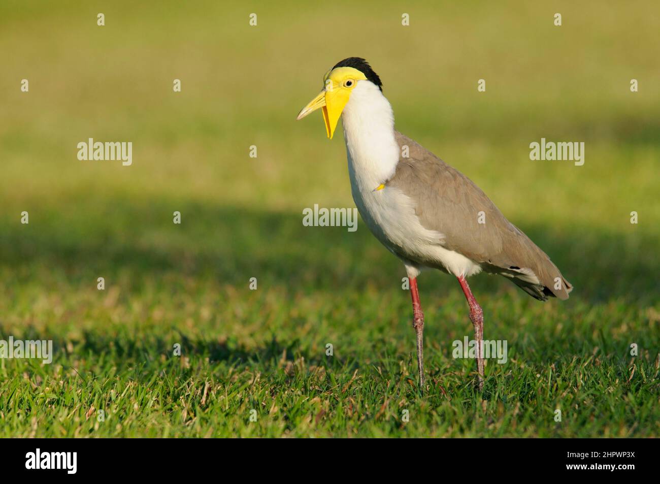 Masked lapwing (Vanellus miles), Darwin, Australia Stock Photo - Alamy