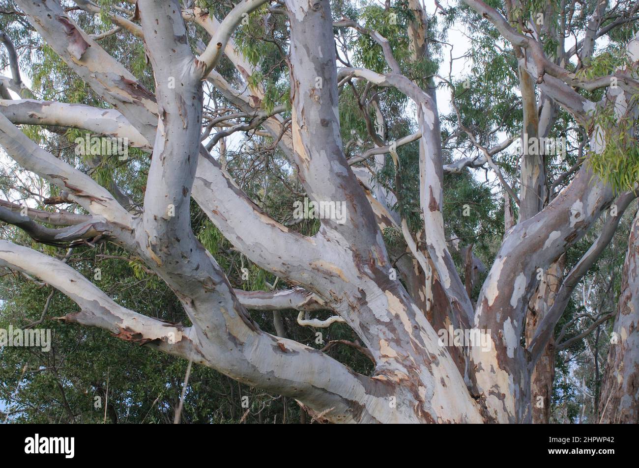 Eucalyptus tree, South Australia, Australia Stock Photo - Alamy