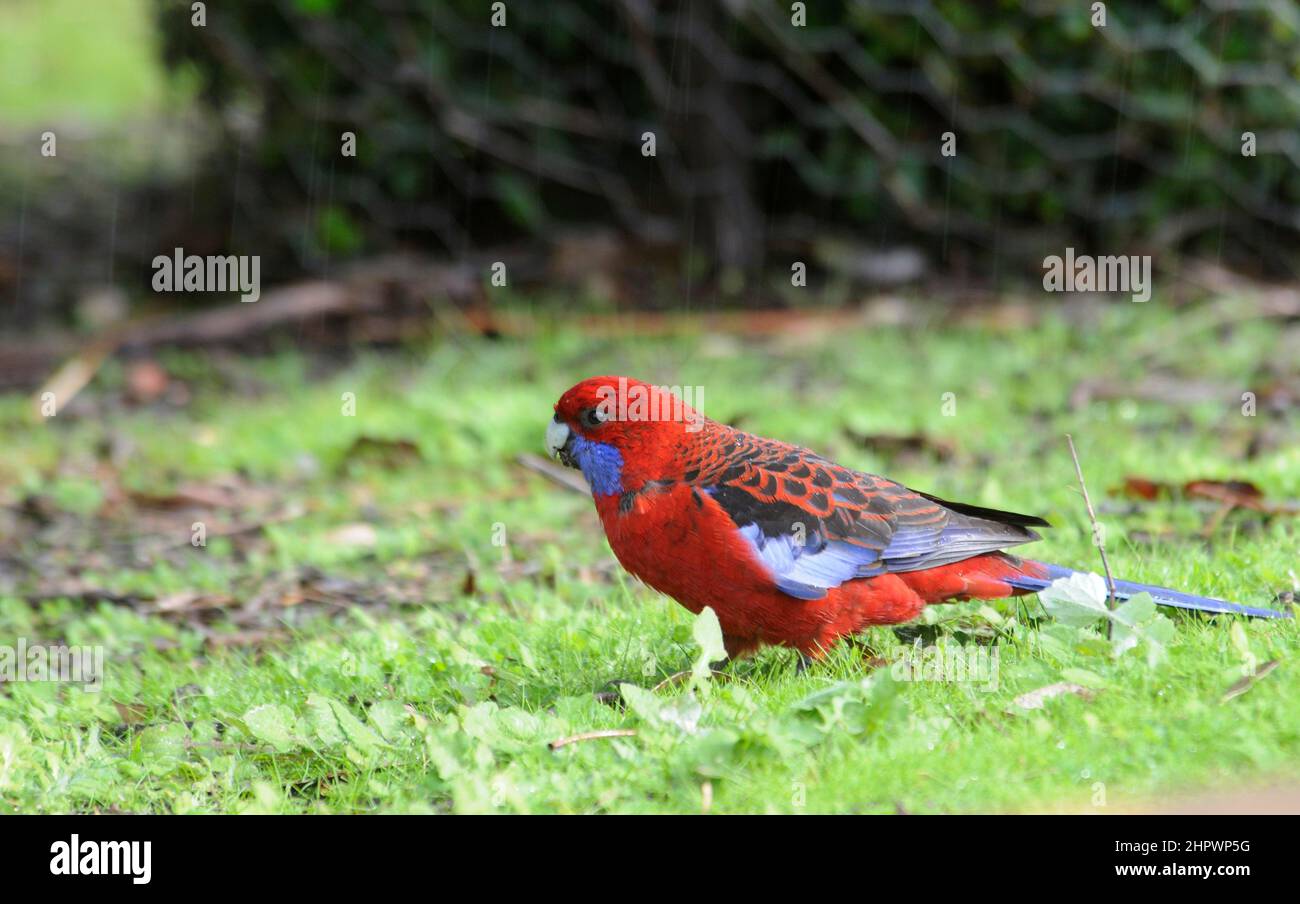 Crimson rosella (Platycercus elegans), Kangaroo Island, Australia Stock ...