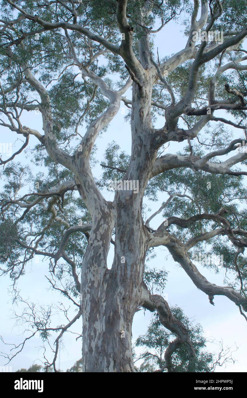 Eucalyptus tree, South Australia, Australia Stock Photo - Alamy