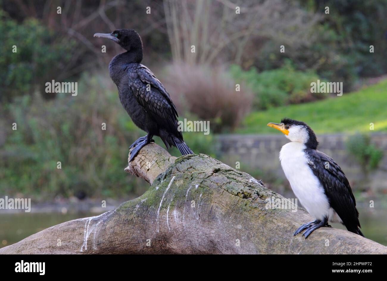 Little black cormorant (Phalacrocorax sulcirostris) and Australian ...