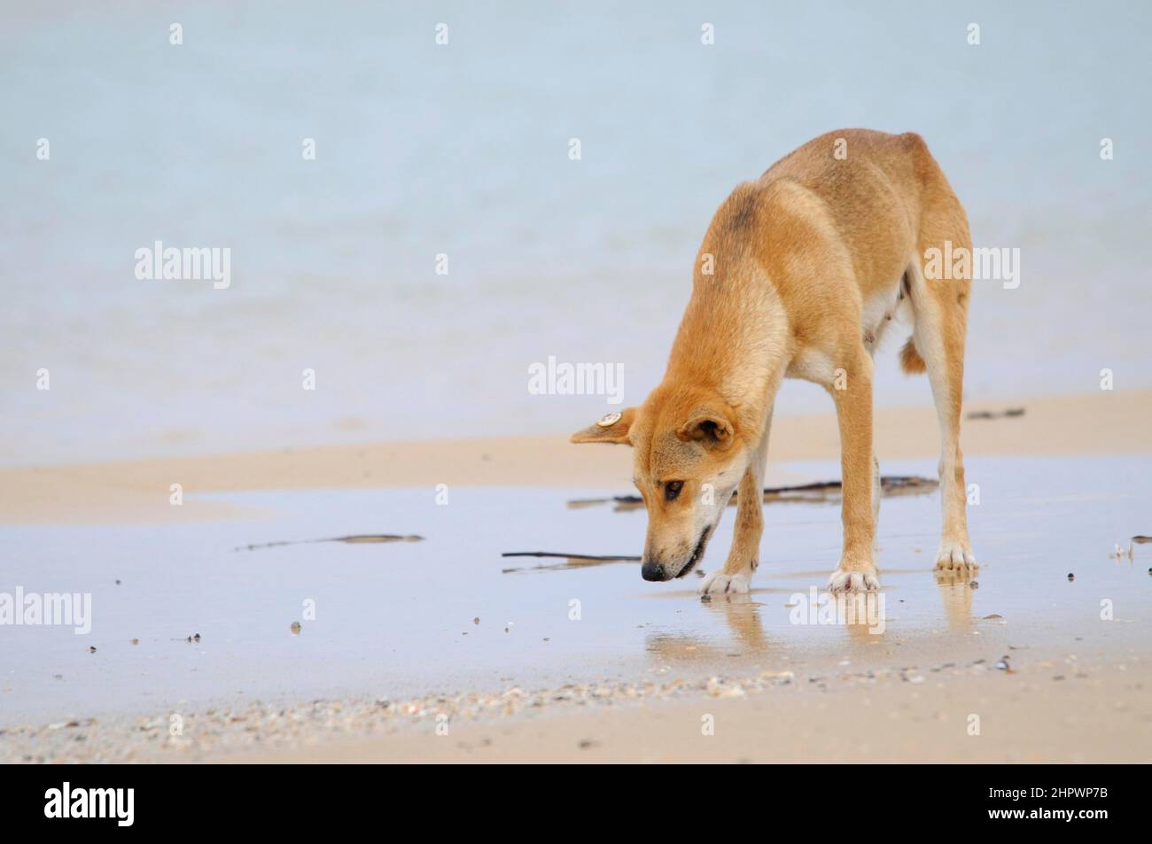 Dingo (Canis lupus dingo), Fraser Island, Australia Stock Photo - Alamy