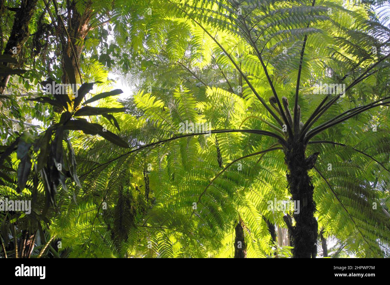 Tree fern (Dicksonia antarctica), Brisbane, Australia Stock Photo - Alamy