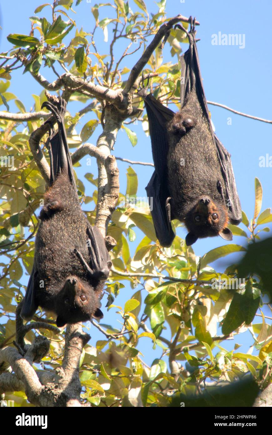 Grey headed flying fox australia hi-res stock photography and images ...
