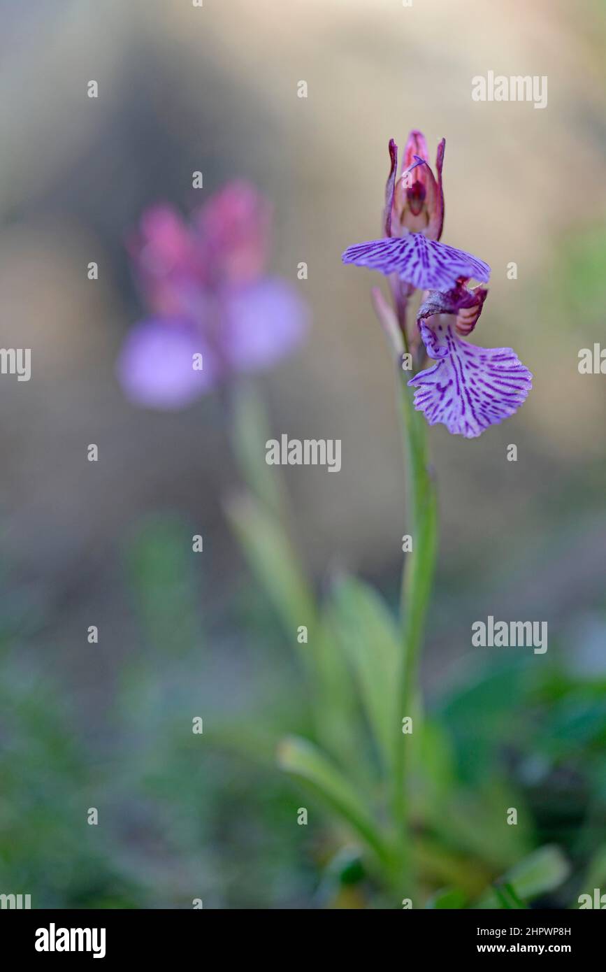 Butterfly orchid (Orchis papilionacea), Noto antica, Sicily, Italy ...