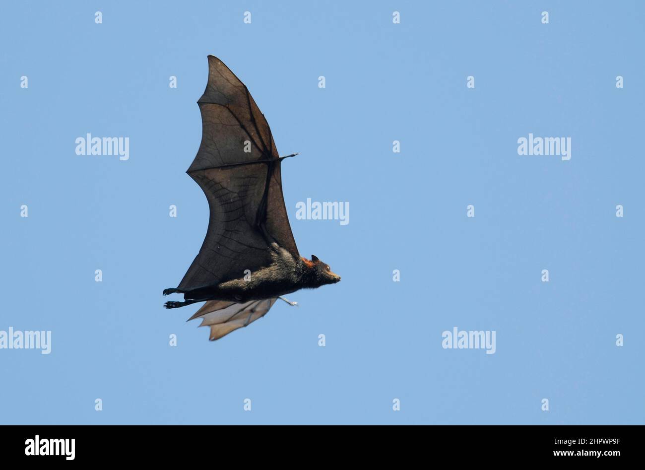 Grey-headed flying fox (Pteropus poliocephalus), Brisbane, Australia ...