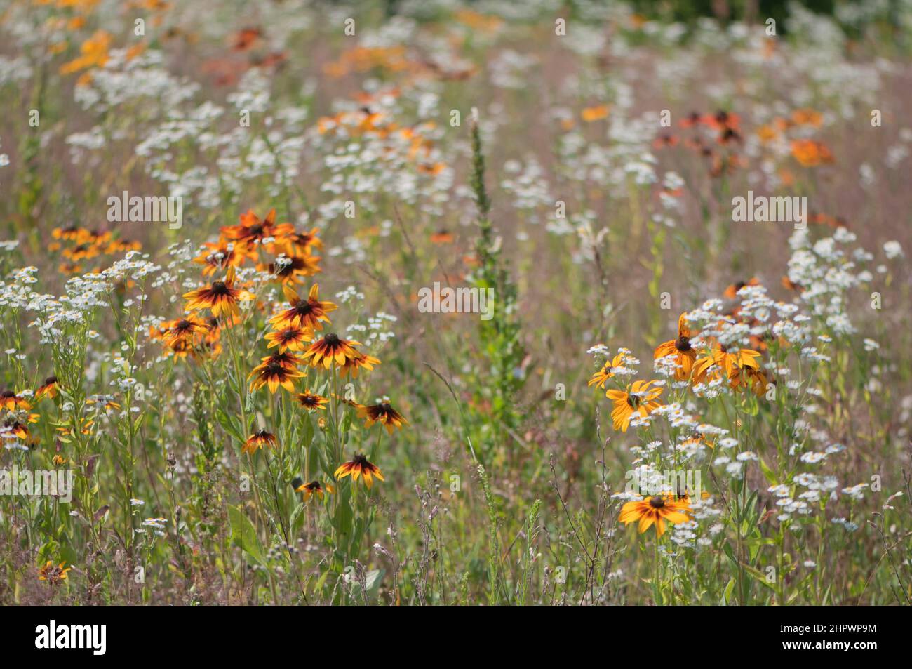 Flower meadow with cockleburs (Gaillardia), Vilnius Botanical Garden ...