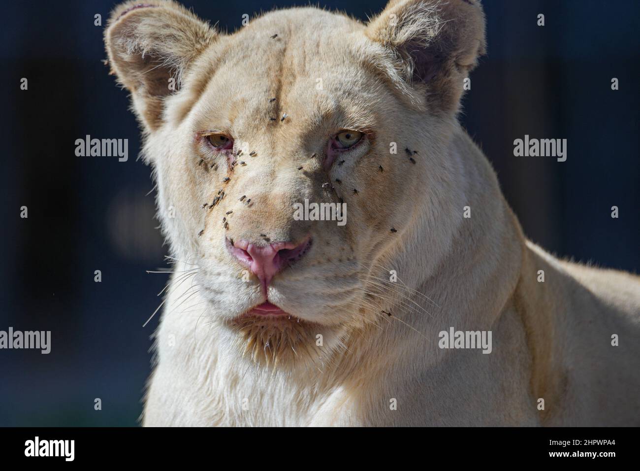 Lion at a local wild animal park Stock Photo - Alamy