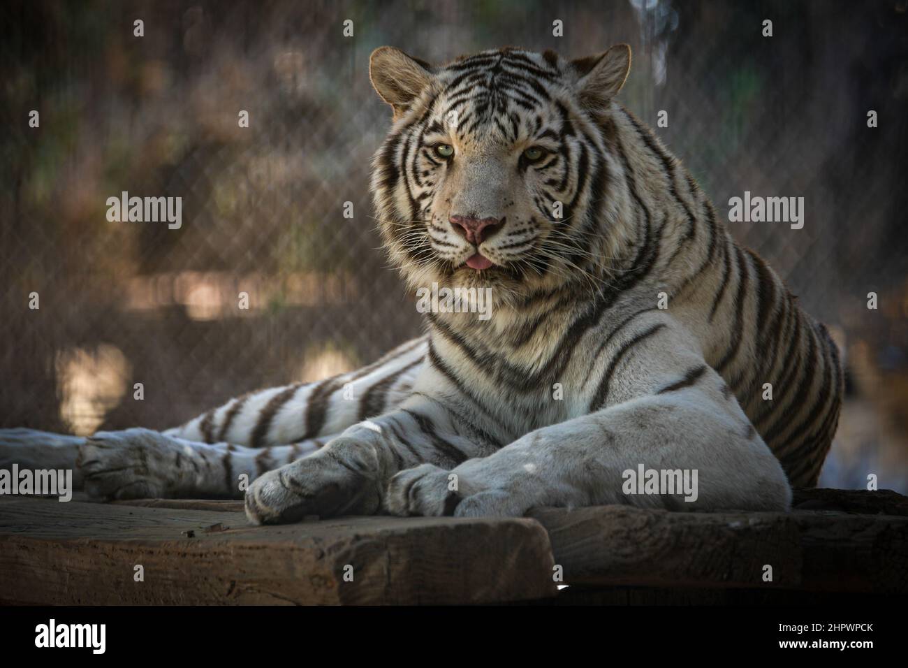 A white tiger relaxes in the shade on a warm Arizona afternoon Stock ...