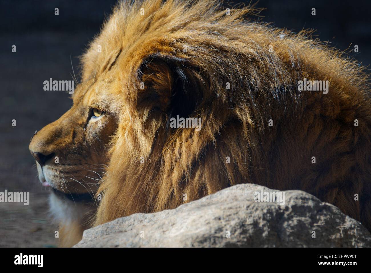 Lion at a local wild animal park Stock Photo - Alamy