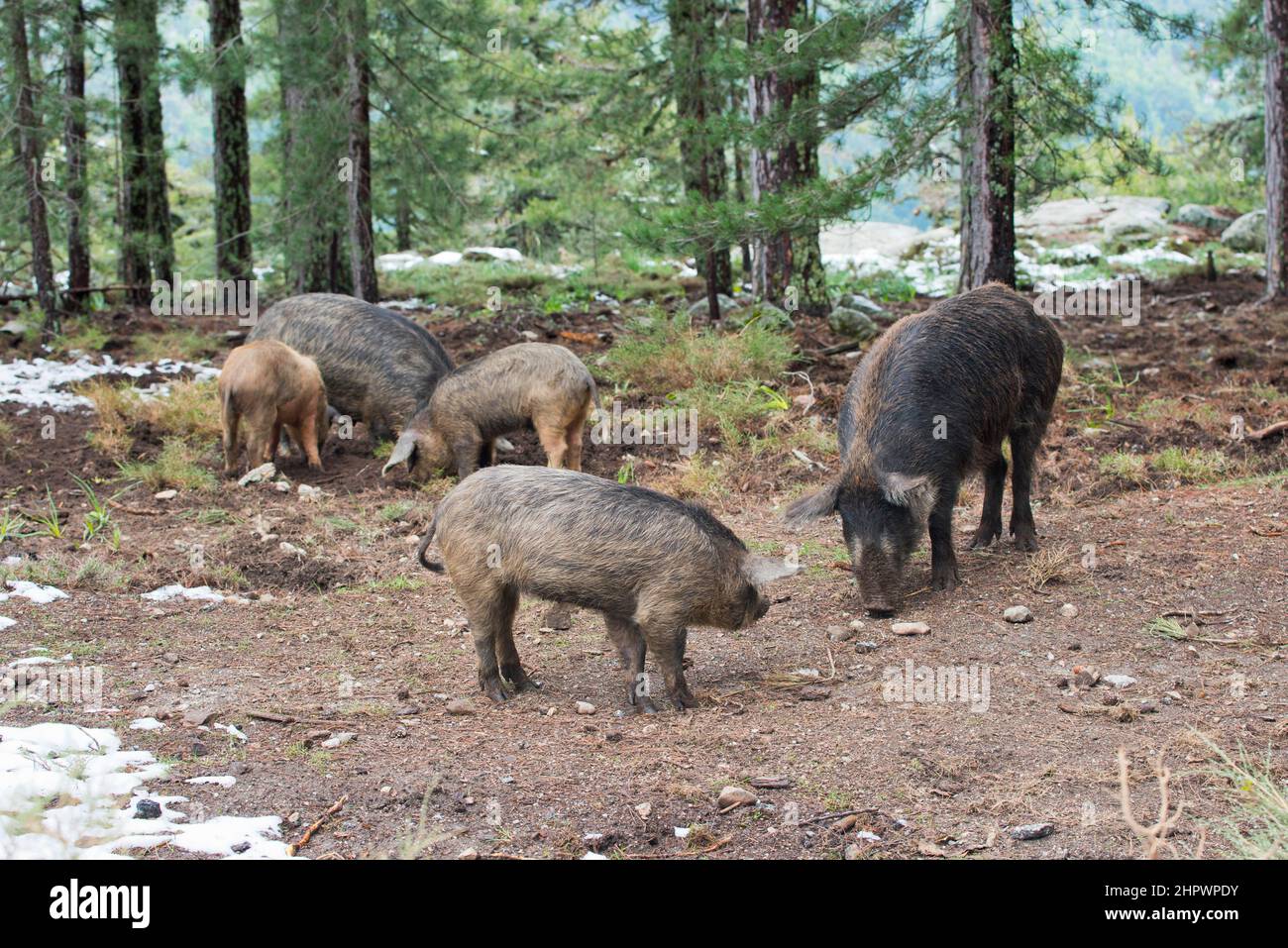 Wild boar france hi-res stock photography and images - Alamy