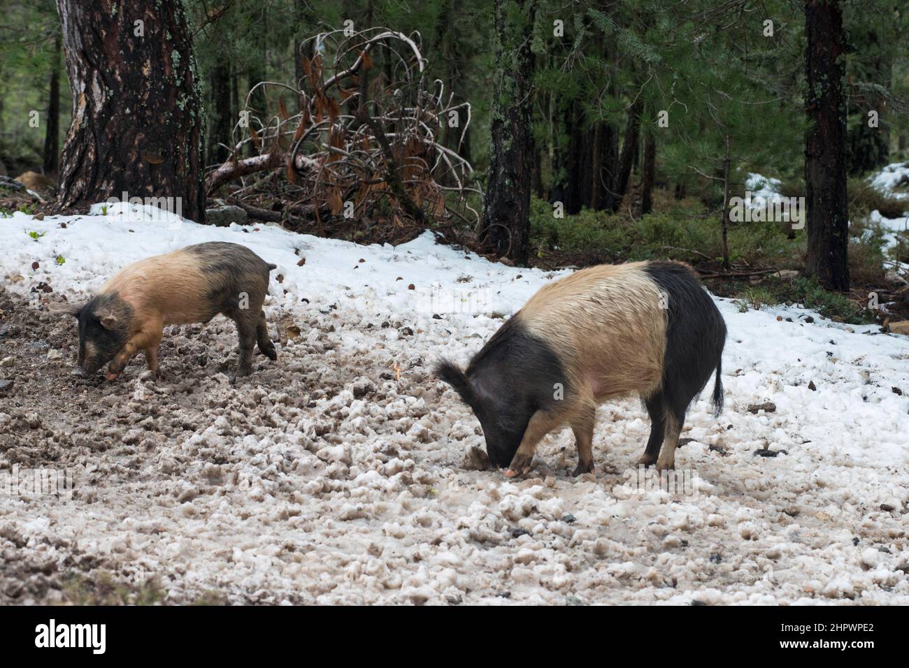 Wild boar france hi-res stock photography and images - Alamy