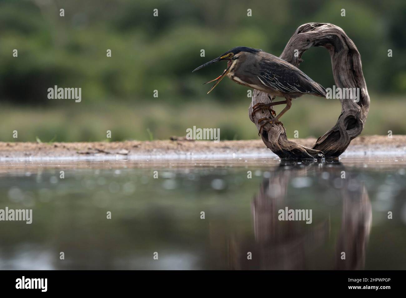 Striated heron (Butorides striata), Zimanga Game Reserve, KwaZulu Natal ...