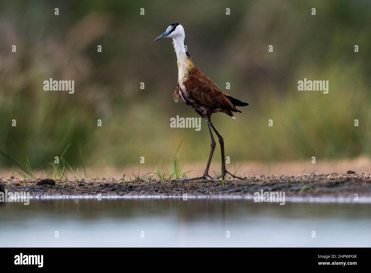 African jacana (Actophilornis africanus) Zimanga Game Reserve, KwaZulu ...