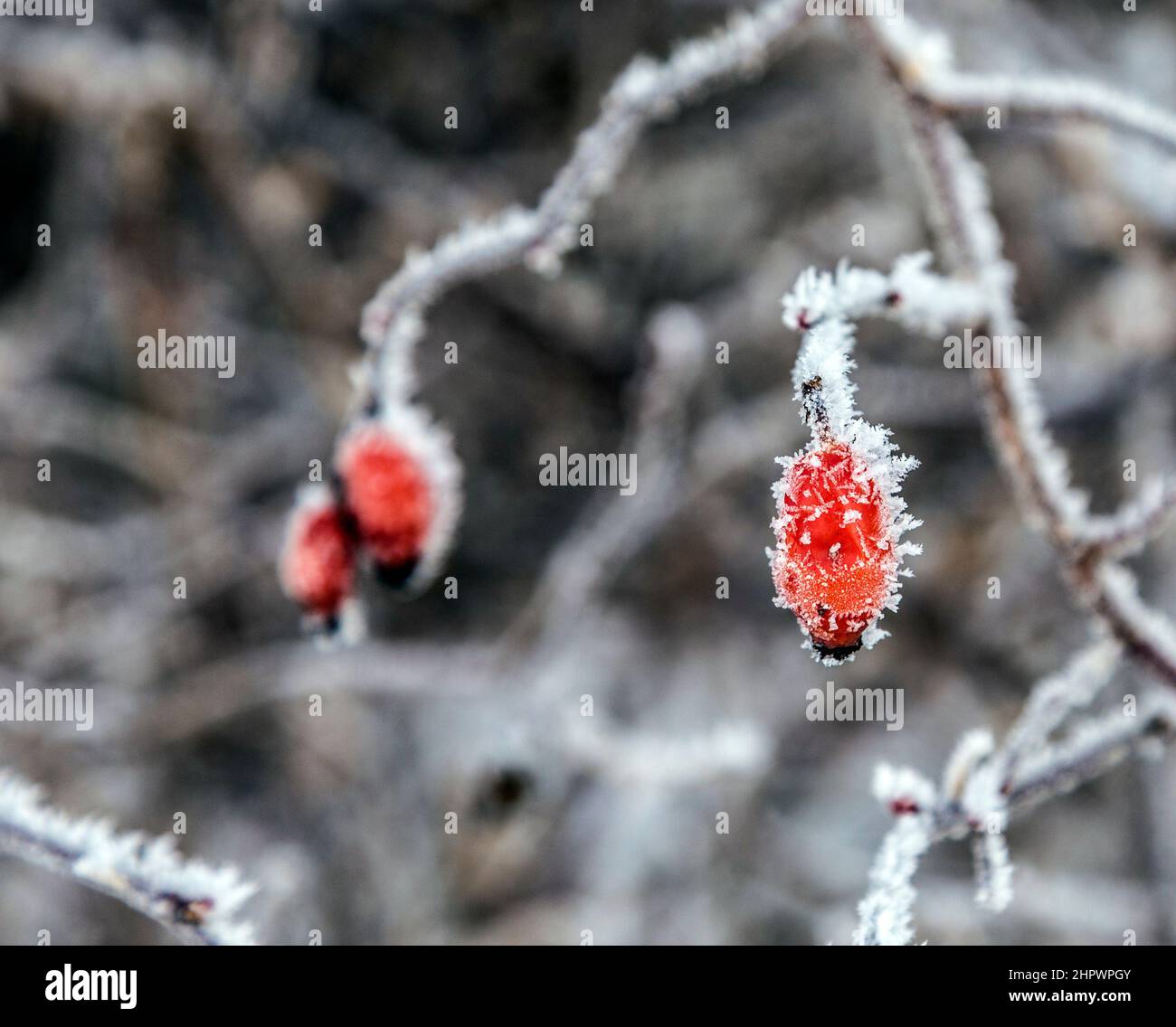 rose hips in detail in winter Stock Photo - Alamy